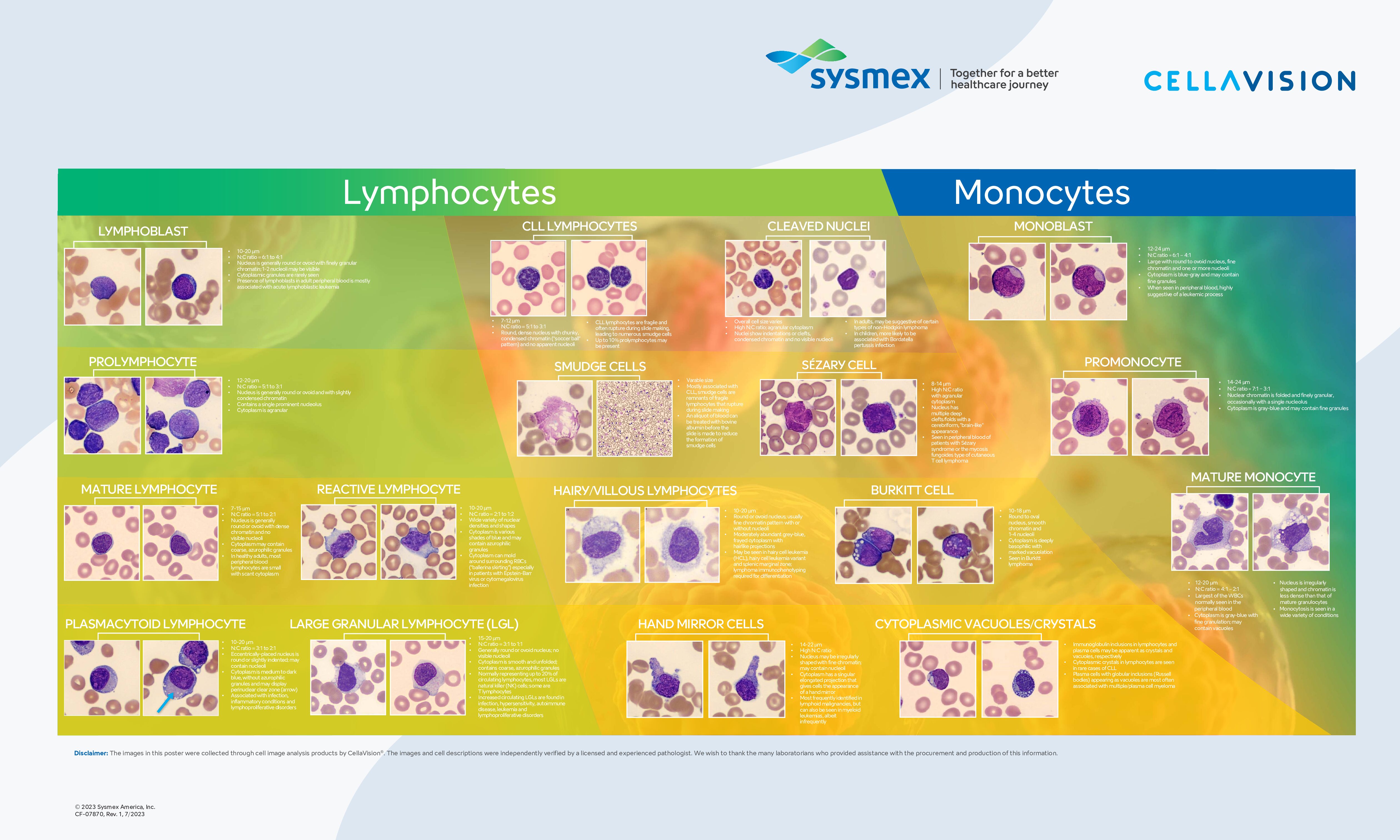 Lymphocyte Monocyte Reference Cell Poster – Sysmex Print Inventory